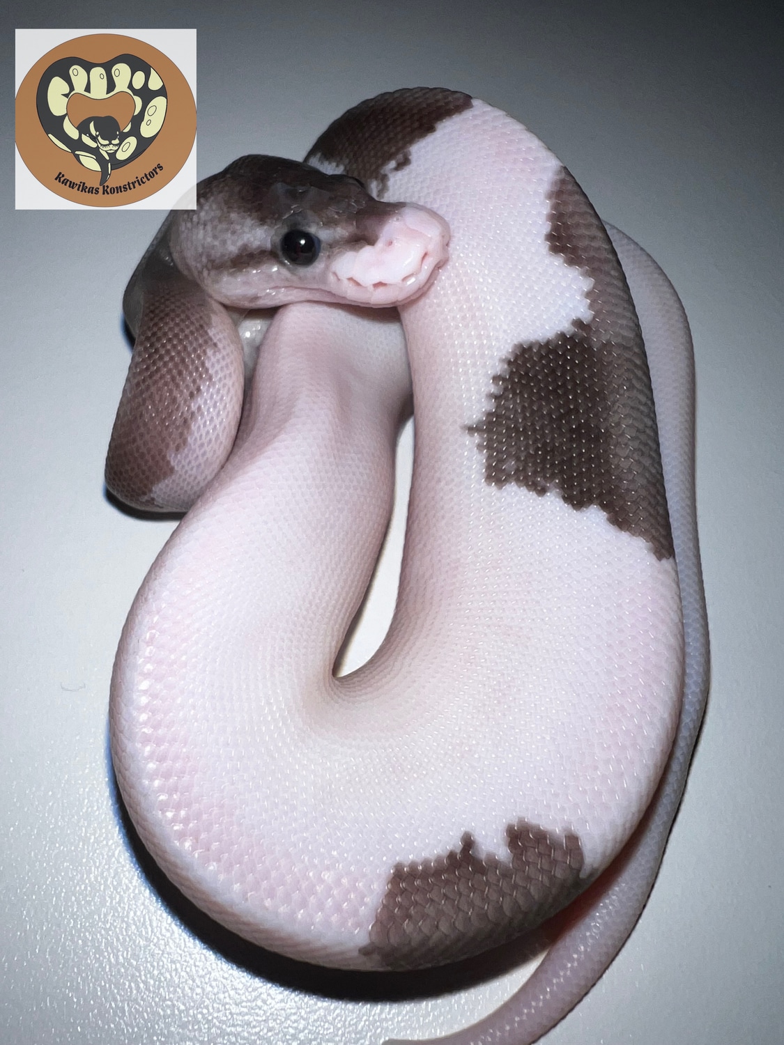 8 Matter (100% Het Albino) Ball Python by Kawikas Konstrictors, LLC ...