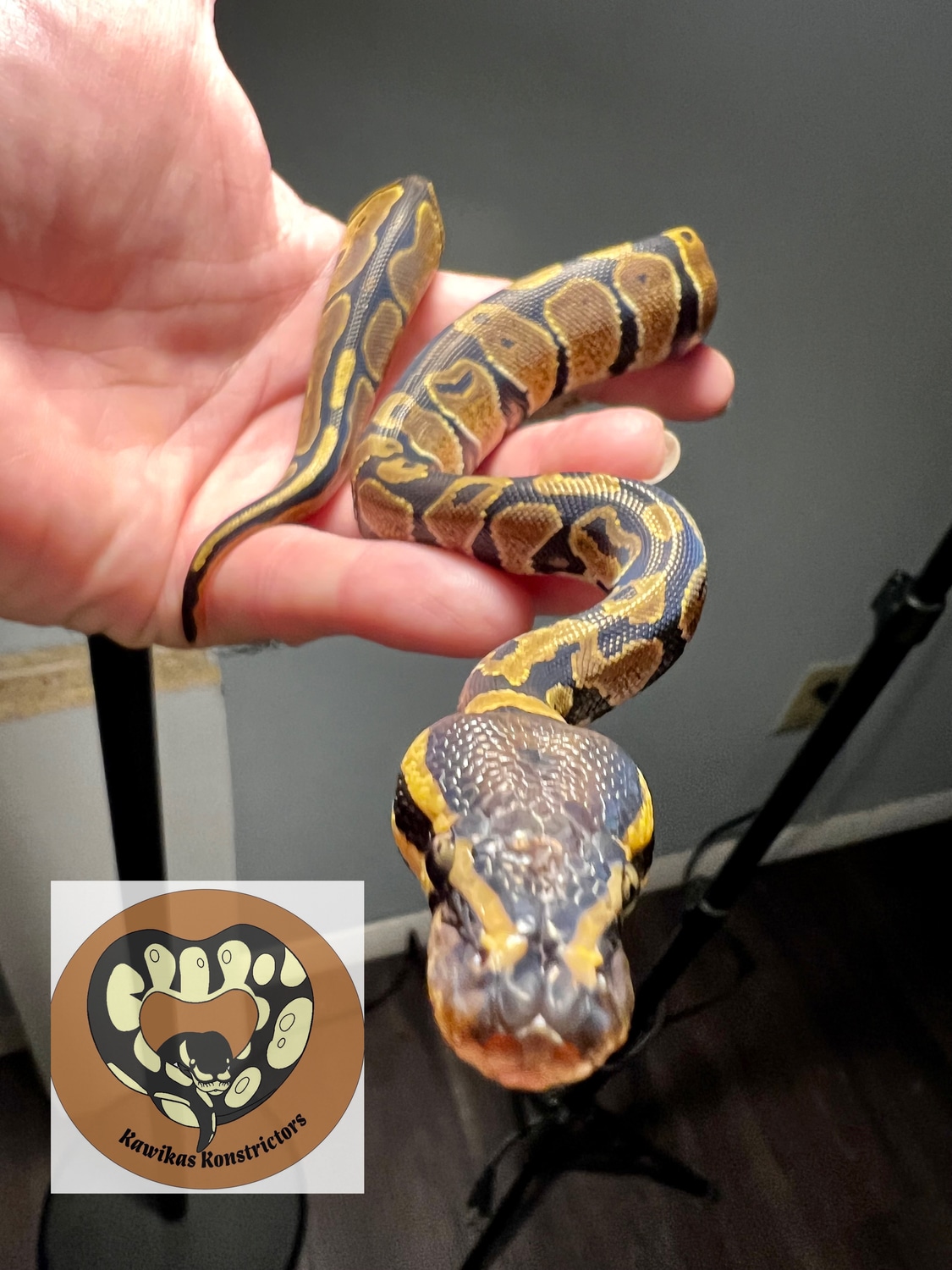 100% Het Albino Ball Python by Kawikas Konstrictors, LLC - MorphMarket