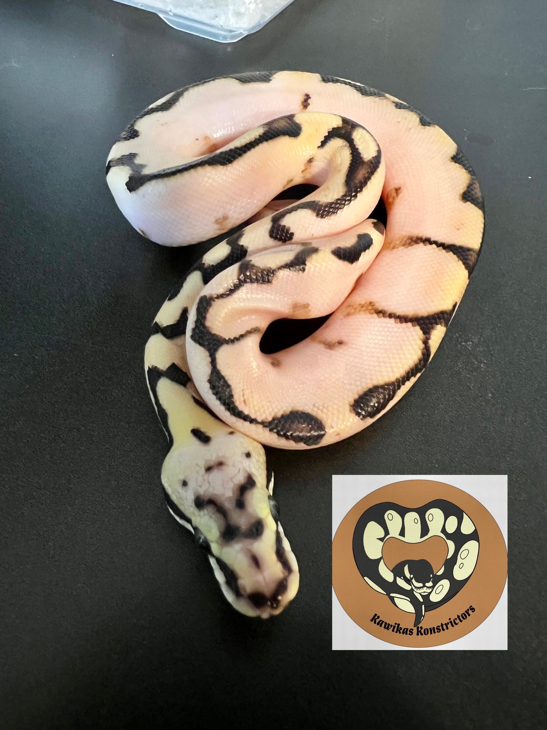 Calico Enchi Pastel Spider Ball Python by Kawikas Konstrictors, LLC ...