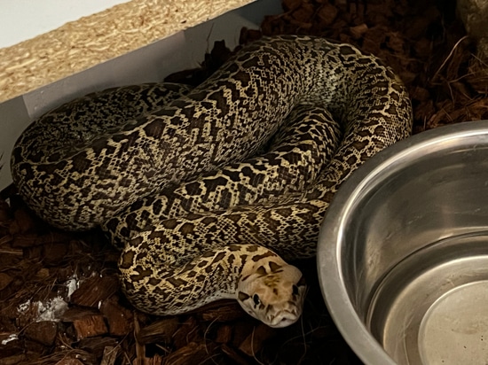 Stunning Granite Burm Burmese Python by Kawikas Konstrictors, LLC