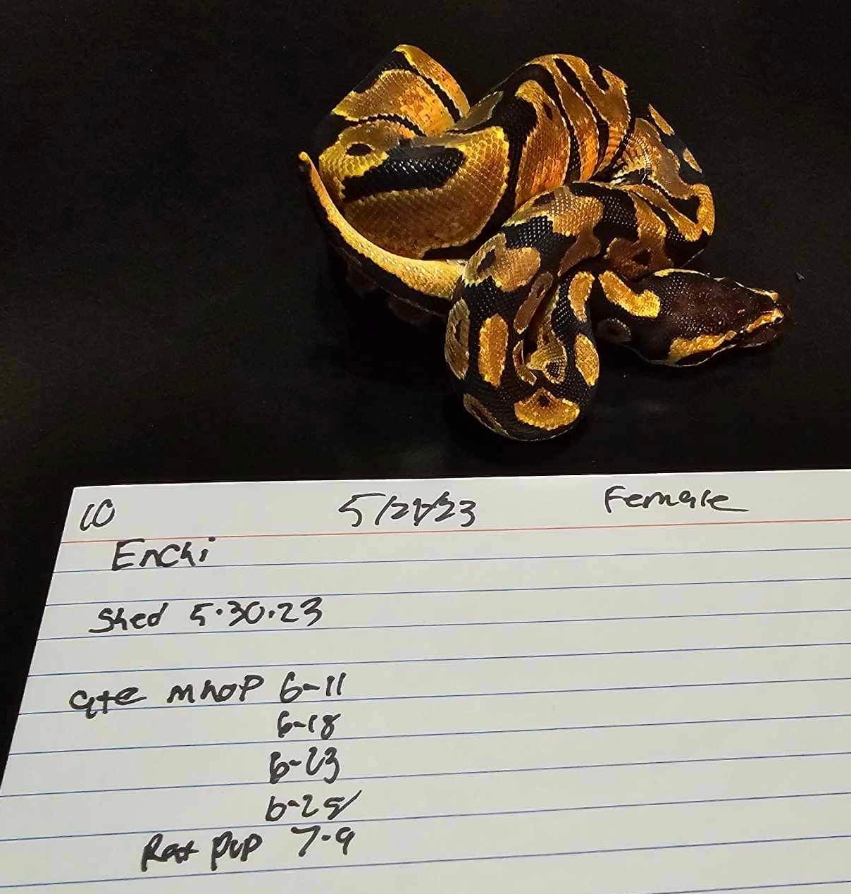 Enchi Ball Python by Kawikas Konstrictors, LLC - MorphMarket