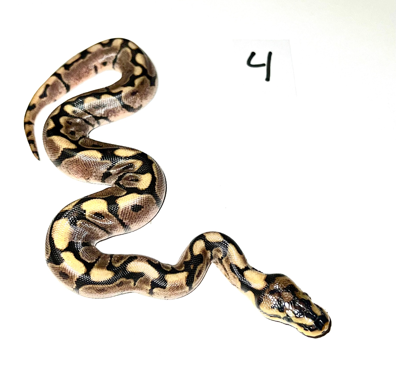 Enchi, Spider, YB-Asphalt Ball Python by Kawikas Konstrictors, LLC ...