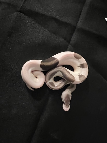 8-Matter (Het Albino) Ball Python by Kawikas Konstrictors, LLC