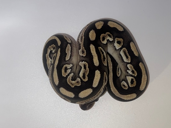 2024 Savannah (Mojave * Cinnamon) Ball Python by Kawikas Konstrictors, LLC