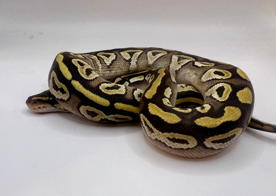 2024 Savannah (Mojave * Cinnamon) Ball Python by Kawikas Konstrictors, LLC