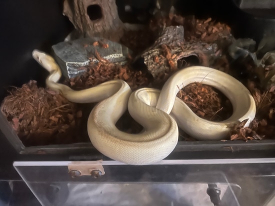 Ivory 66% Lab 50% Het Albino, Green, Granite Burmese Python by Kawikas ...