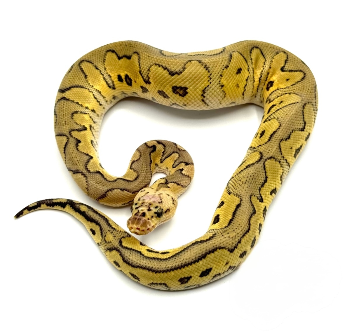 Killer (Super Pastel) Clown