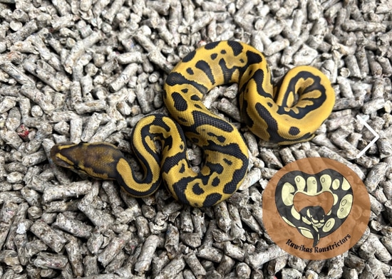Fire Leopard Hypo Het Clown Ball Python by Kawikas Konstrictors, LLC