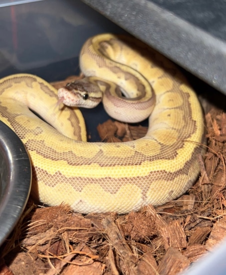 Emperor Pin Ball Python by Nawrocki’s Reptiles