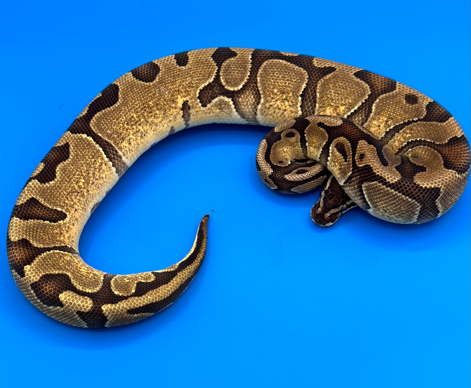 Enchi Black Head Spider Ball Python by SNB Exotics - MorphMarket
