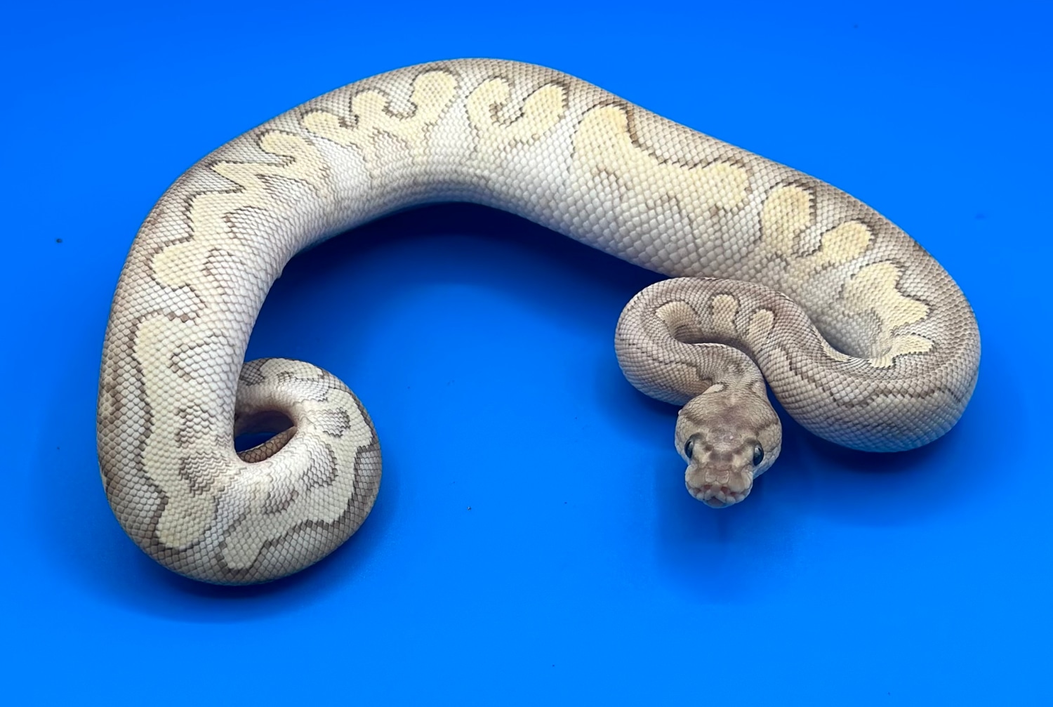 GHI Lesser Clown Ball Python by SNB Exotics - MorphMarket