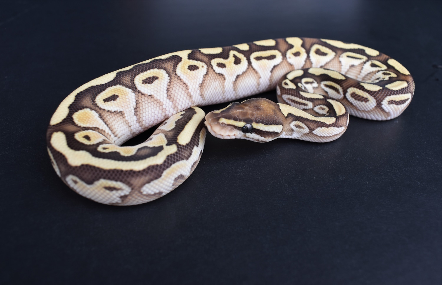 Lesser Orange Dream Yellow Belly Ball Python by Royal Temptations ...
