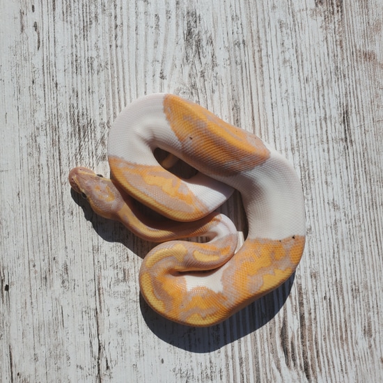 Banana Pied Ball Python by Royal Temptations