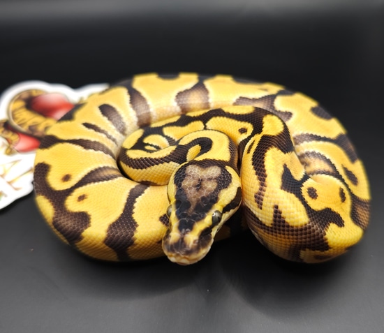 Enchi (Pos. Super) Orange Dream Yellow Belly 50% Het Pied Ball Python ...