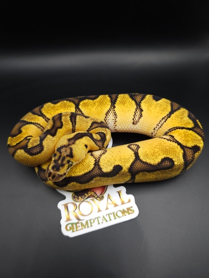 Enchi Pastel Clown Ball Python by Royal Temptations