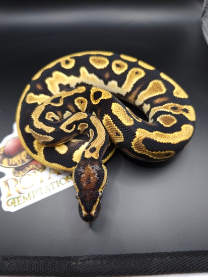 Orange Dream Yellow Belly Het Piebald Ball Python by Royal Temptations
