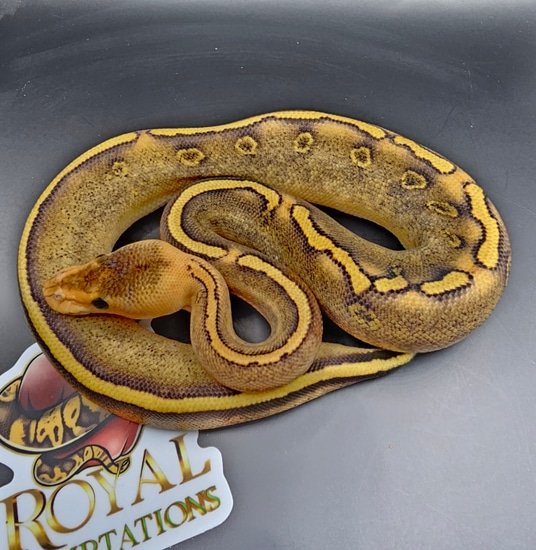 Champagne Yellow Belly 50% Het Pied Ball Python by Royal Temptations