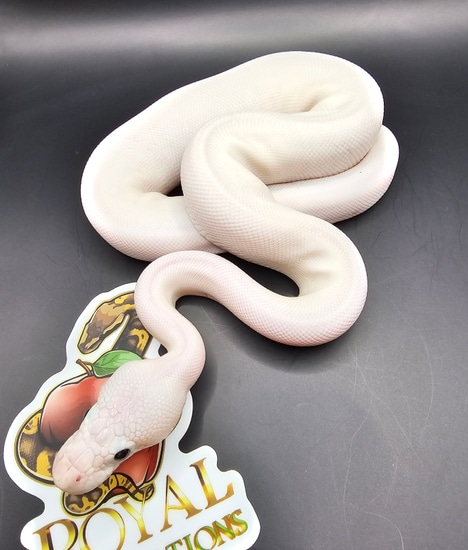Bamboo Ivory Pastel Pos. Super Pastel Ball Python by Royal Temptations