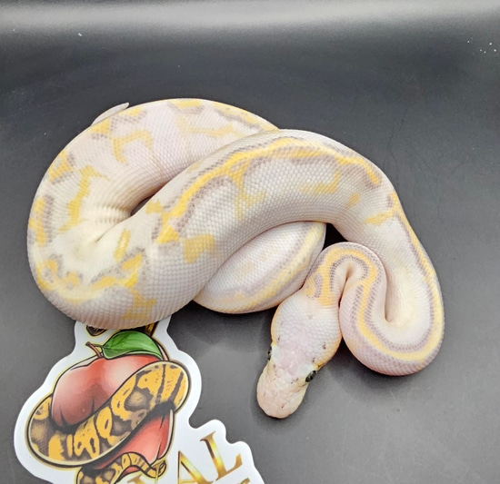Super Pastel Highway Ball Python by Royal Temptations
