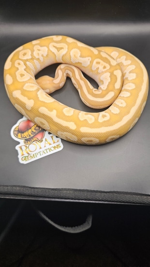 Banana Lesser Leopard Het Pied Ball Python by Royal Temptations