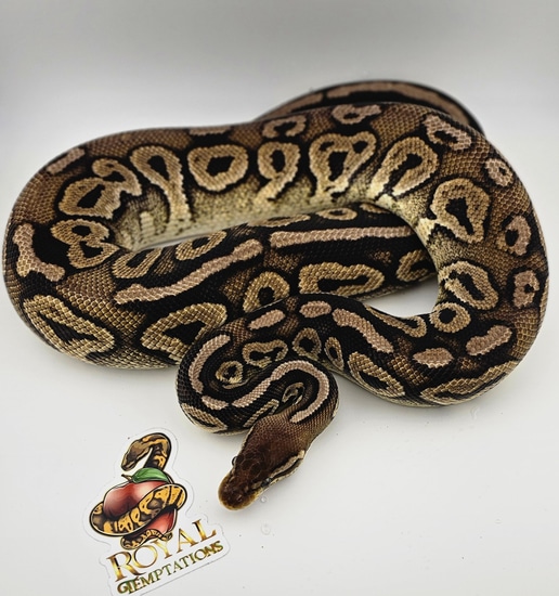 Pastel Cinnamon Ball Python by Royal Temptations