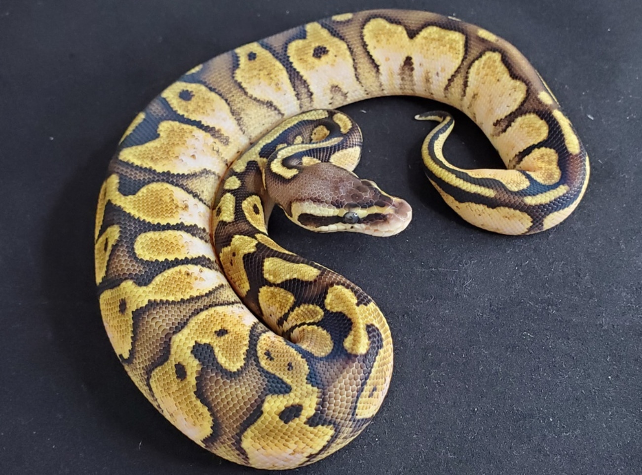 Package Deal OD YB Pastel Fire Leo Ball Python by Painted Lady Balls ...