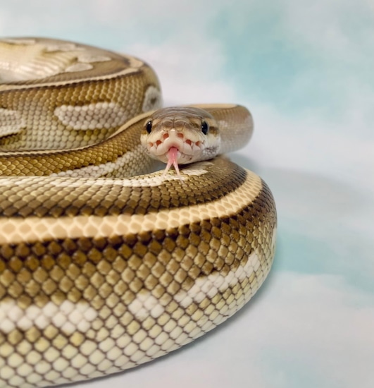 *Free Shipping* Pastel Butter Bongo Ball Python by Painted Lady Balls