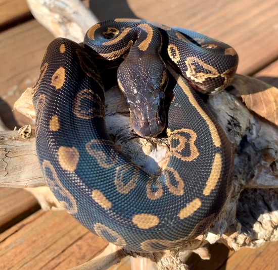 Chocolate Sable Ball Python by Painted Lady Balls