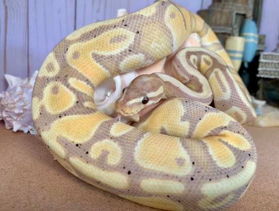 Banana Het Piebald Ball Python by Painted Lady Balls
