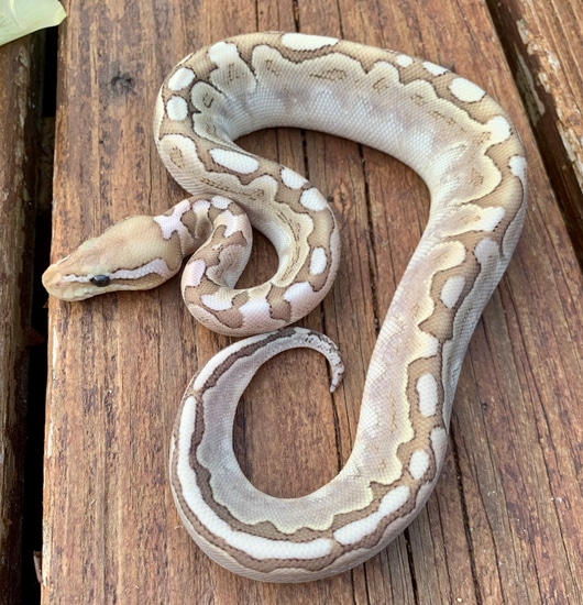 Bamboo Pastel Het Hypo (Zipper) Ball Python by Painted Lady Balls