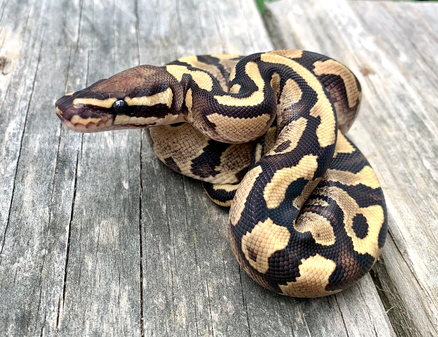 Yellow Belly Fire Male Ball Python by Painted Lady Balls - MorphMarket