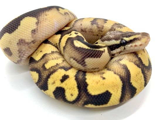 Firefly Yellow Belly Ball Python by Painted Lady Balls