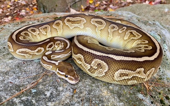 Proven Breeder Lesser Black Pastel Female Ball Python by Painted Lady Balls