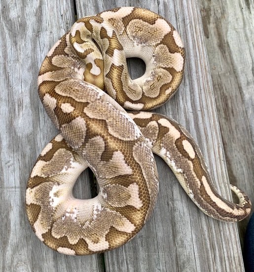 Bamboo Pastel Het Hypo Ball Python by Painted Lady Balls
