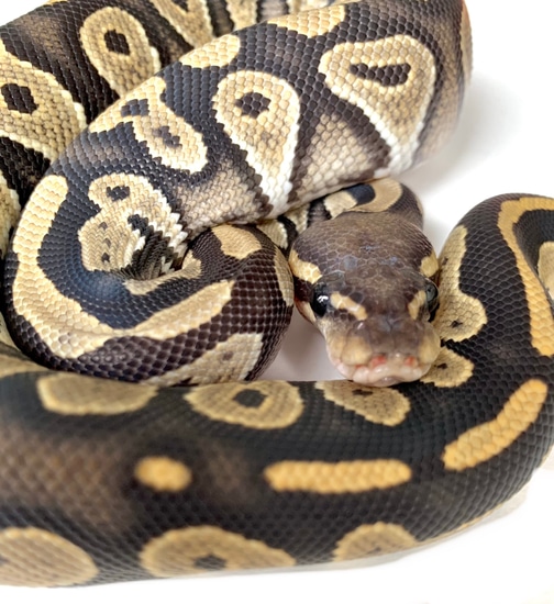 Black Head Red Gene Hypo Ball Python by Painted Lady Balls