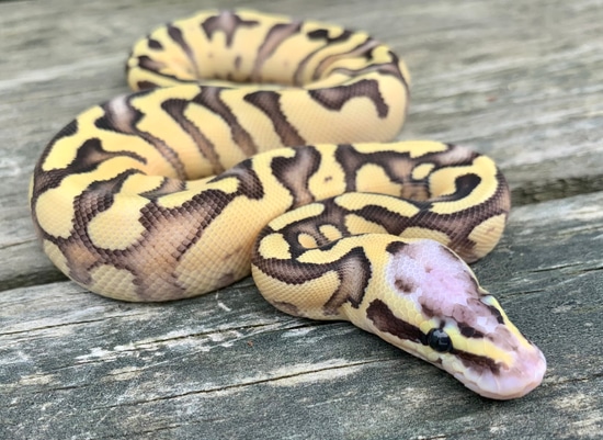 Enchi Superfly Ball Python by Painted Lady Balls