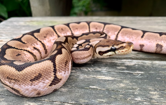 Cinna Bee Sugar Ball Python by Painted Lady Balls