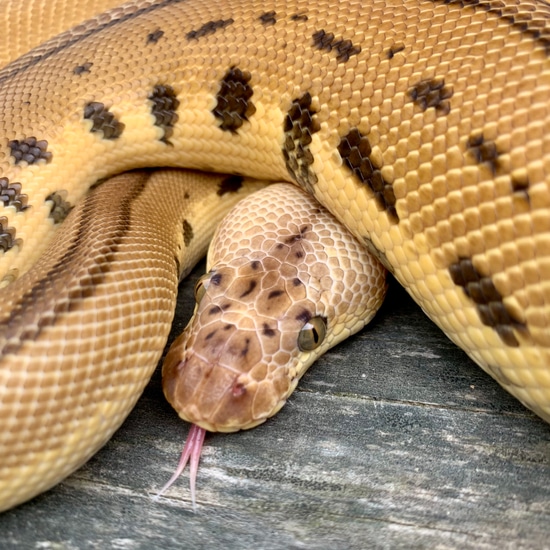 Pastel Blade Leopard Clown Ball Python by Painted Lady Balls