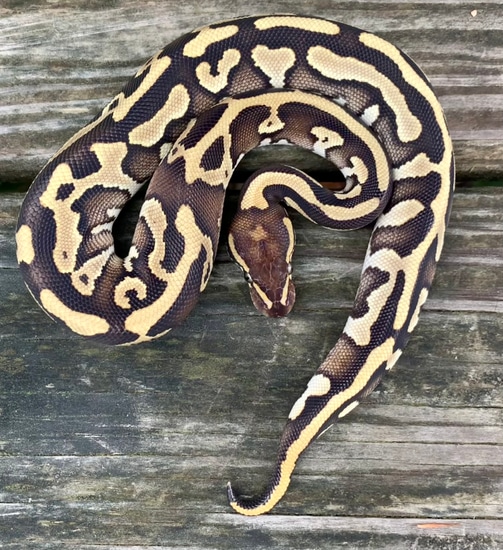 Leopard Mojave HGW/Spotnose 50% Het Piebald Ball Python by Painted Lady ...
