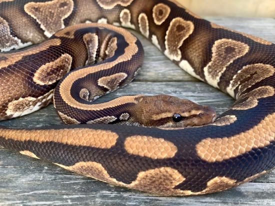 Cinder Ball Python by Painted Lady Balls