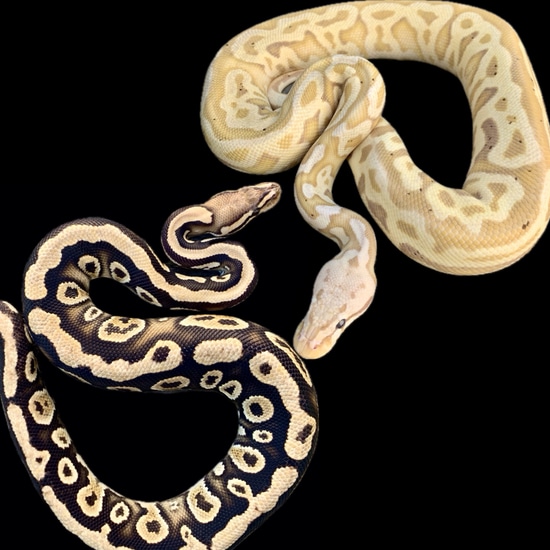 1.1 Pos Het/het Clown Pair Banana Pastel Leopard Yellow Belly Cypress ...