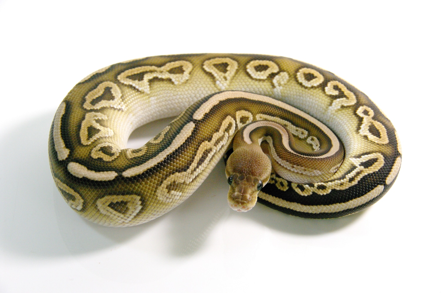 Honey Cinnamon Cypress Het. Lavender Ball Python by NBK Reptiles ...