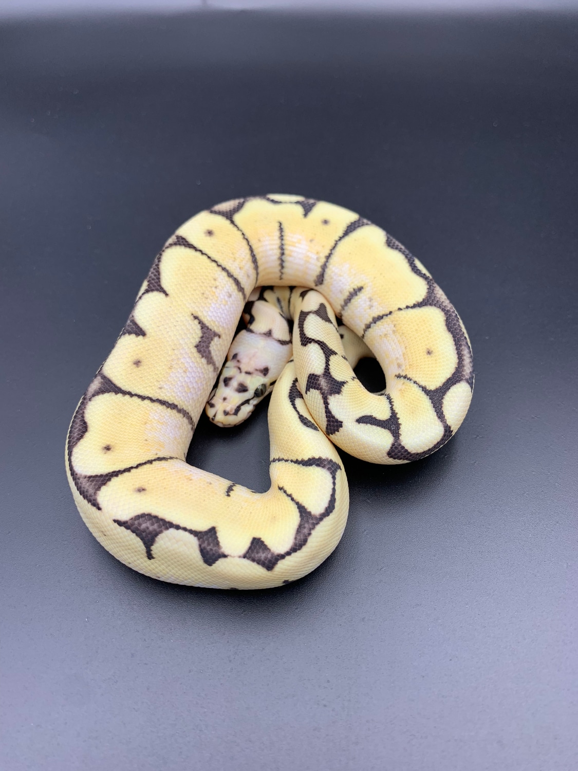 Bumblebee Desert Ghost Ball Python by NBK Reptiles - MorphMarket