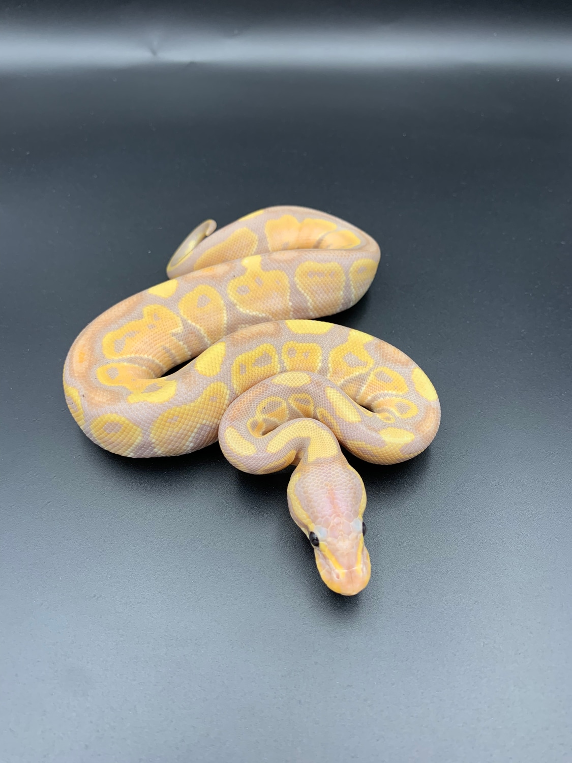 Banana Ball Python by NBK Reptiles - MorphMarket