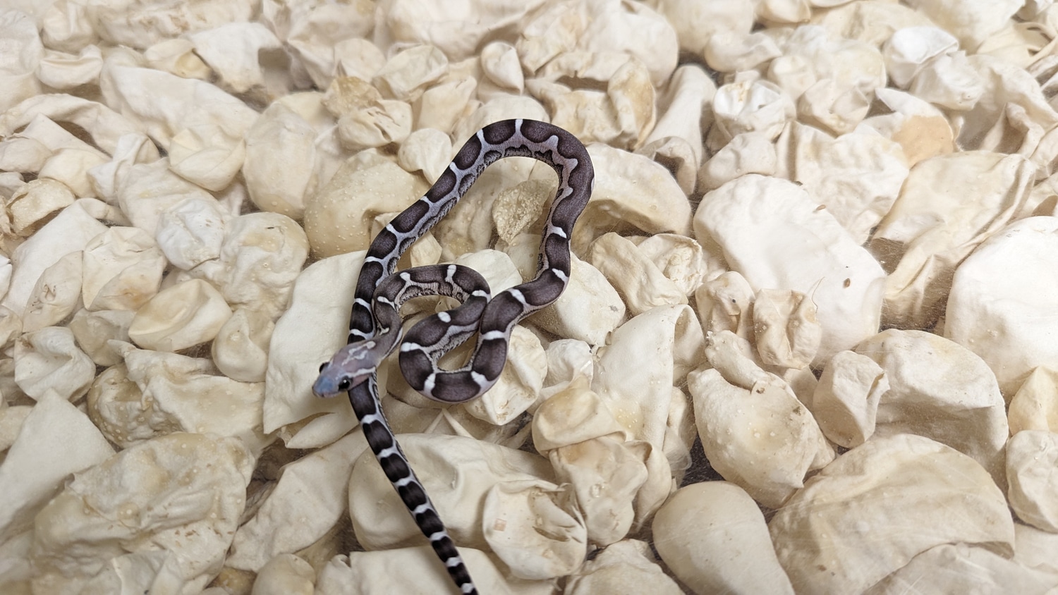 Scaleless Anery Okeetee Corn Snake by NBK Reptiles - MorphMarket