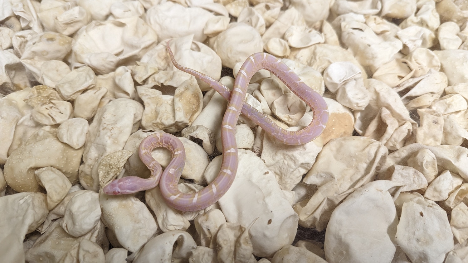 Scaleless Snow Okeetee Corn Snake by NBK Reptiles - MorphMarket