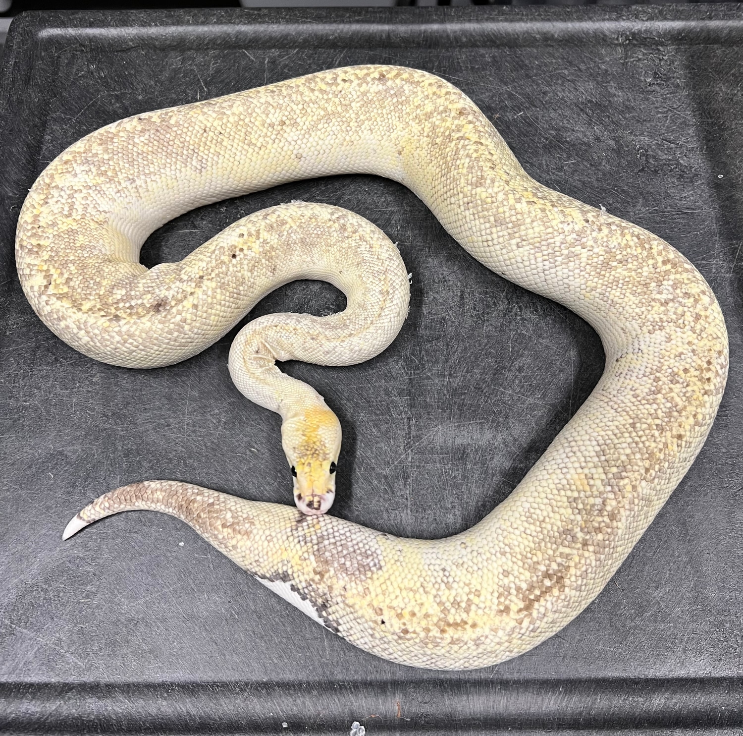 Sterling Champagne 50% Het Piebald Ball Python by NBK Reptiles ...