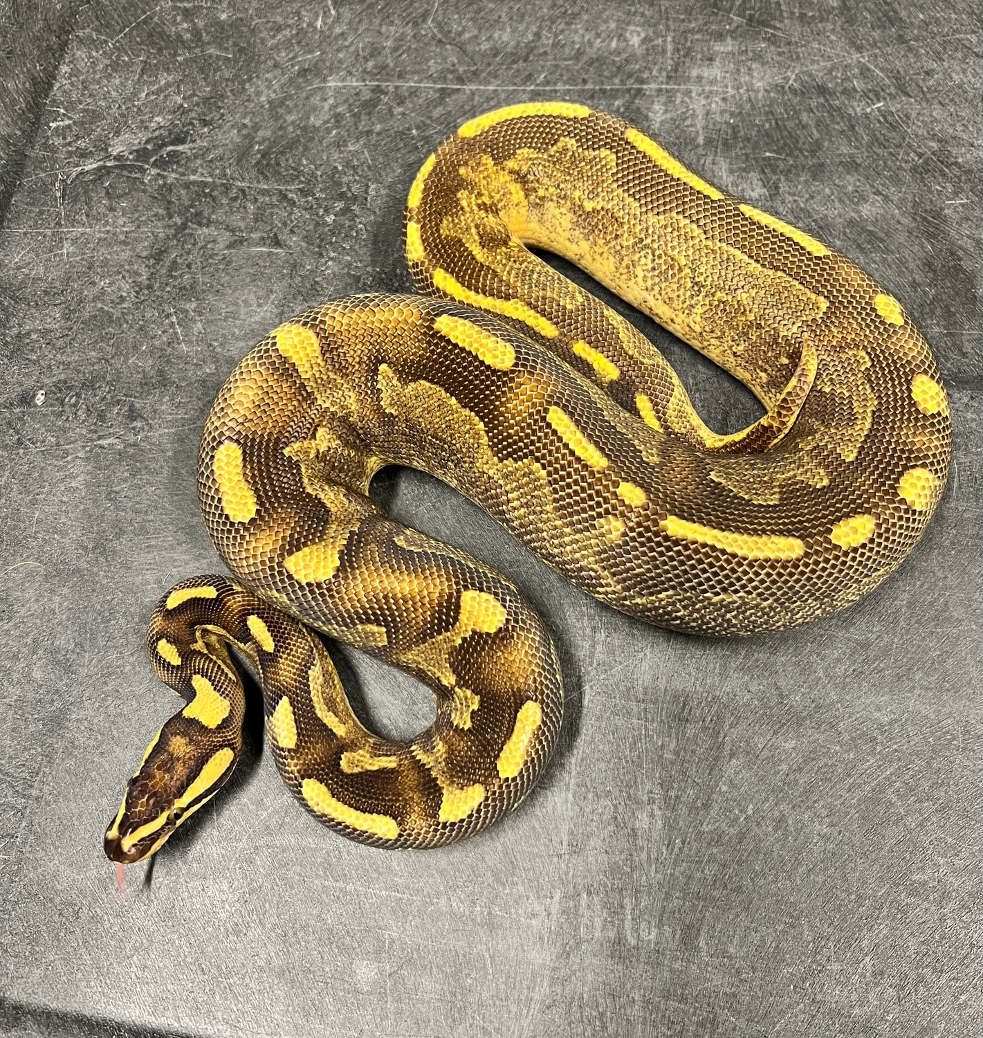 Enchi Leopard Freeway Pos OD Ball Python by NBK Reptiles - MorphMarket