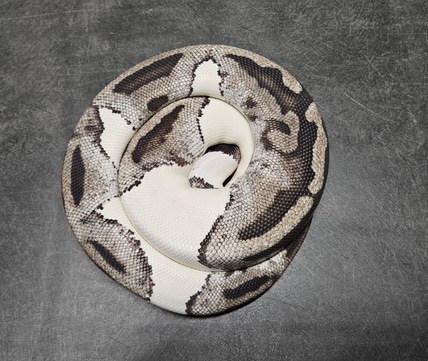 NBK Reptiles - MorphMarket