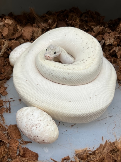 HGW Puma Ball Python by NBK Reptiles